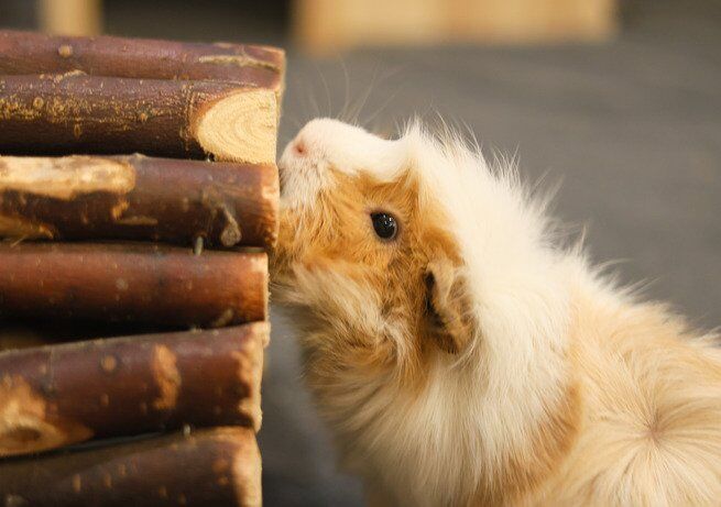 Bladder Stones in Guinea Pigs - Causes, Signs, Treatment, Prevention