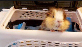 Bladder Stones in Guinea Pigs - Causes, Signs, Treatment, Prevention