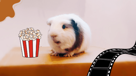 3 Movies + TV shows with Guinea Pigs you Must Watch