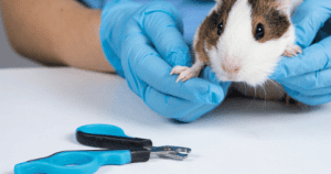 How to Clip a Guinea Pig's Nails when They Are Scared