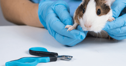 How to Clip a Guinea Pig's Nails when They Are Scared