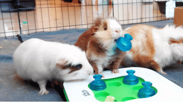7 Best Enrichment Toys for Guinea Pigs by Category