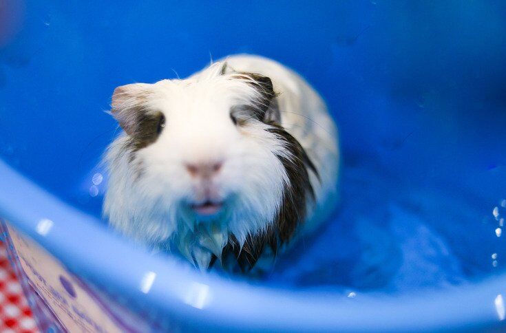 How to Give a Guinea Pig a Bath for the First Time