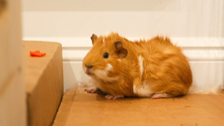 Guinea Pig Bladder Stone Surgery (Cystotomy)