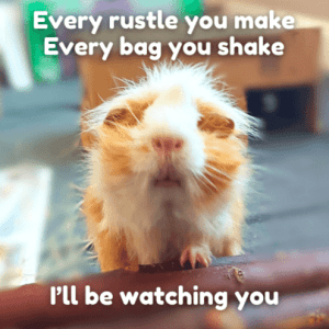 Cute and Funny Guinea Pig Memes to Make You Laugh! - I C Cinnamon