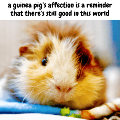 Cute and Funny Guinea Pig Memes to Make You Laugh! - I C Cinnamon