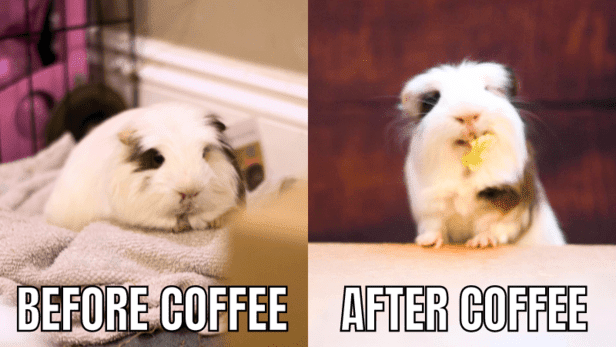 Cute and Funny Guinea Pig Memes to Make You Laugh! - I C Cinnamon