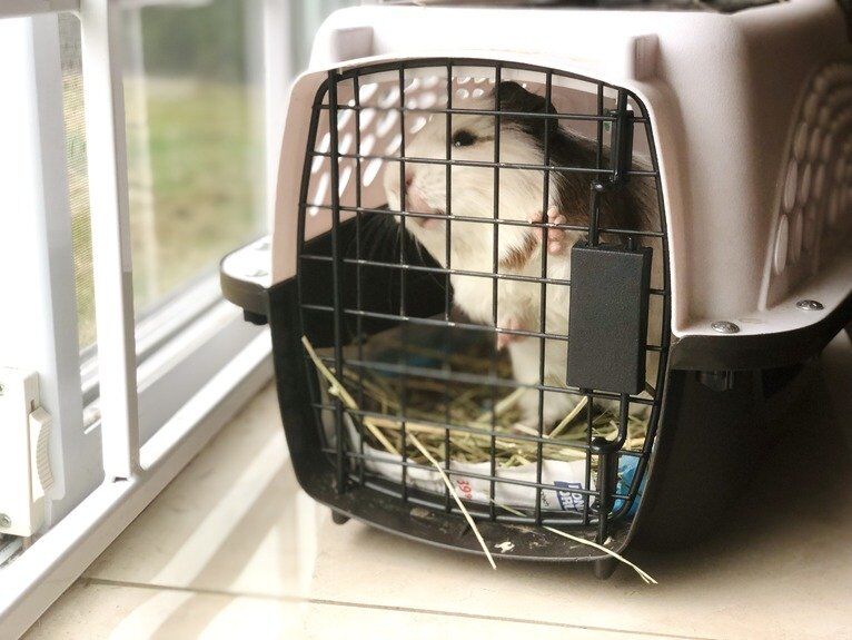 Guinea Pig Bladder Stone Surgery (Cystotomy)