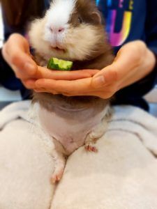 Guinea Pig Bladder Stone Surgery (Cystotomy)