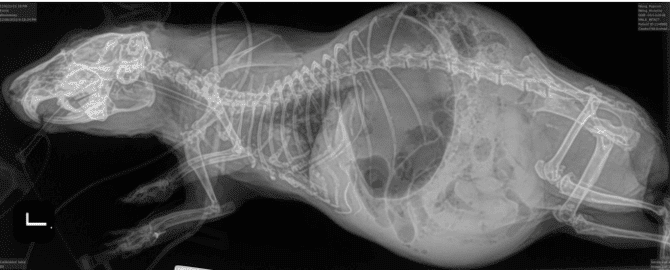 Guinea Pig Bladder Stone Surgery (Cystotomy)