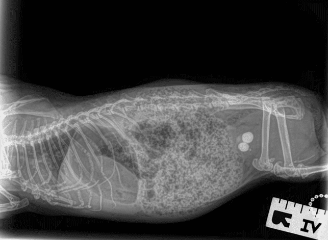 Guinea Pig Bladder Stone Surgery (Cystotomy)