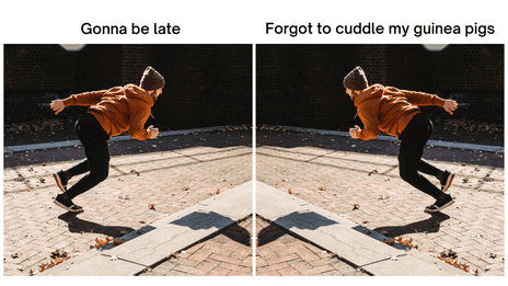 Cute and Funny Guinea Pig Memes to Make You Laugh! - I C Cinnamon