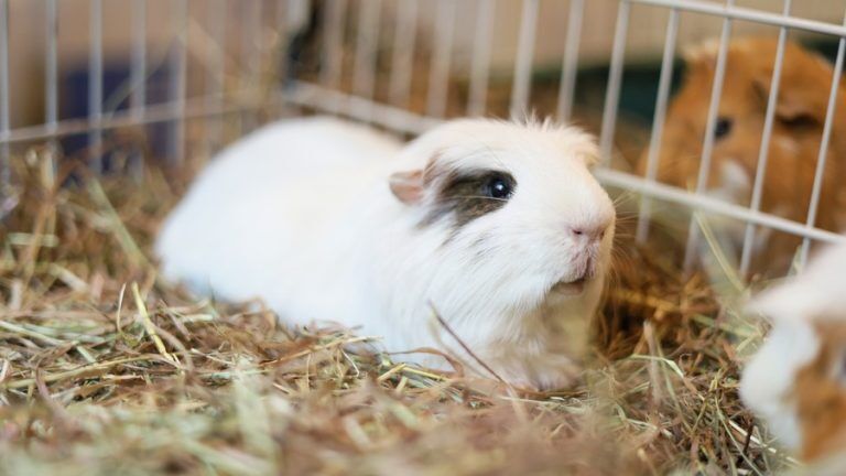 15 Things Guinea Pigs Hate That You Might Be Doing