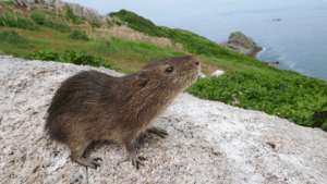 World’s Rarest Guinea Pig – Santa Catarina’s Guinea Pigs
