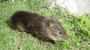 World’s Rarest Guinea Pig – Santa Catarina’s Guinea Pigs
