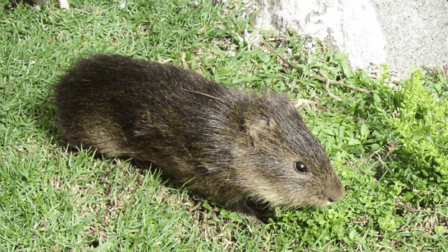 World’s Rarest Guinea Pig – Santa Catarina’s Guinea Pigs