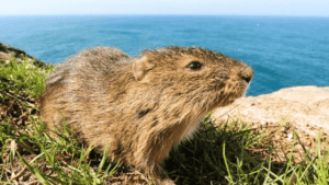 World’s Rarest Guinea Pig – Santa Catarina’s Guinea Pigs
