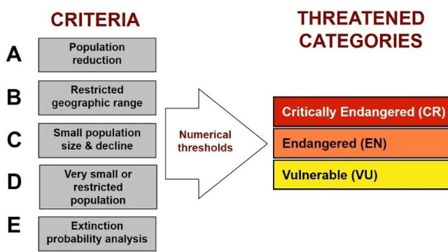 World’s Rarest Guinea Pig – Santa Catarina’s Guinea Pigs
