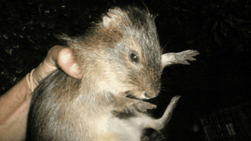 World’s Rarest Guinea Pig – Santa Catarina’s Guinea Pigs