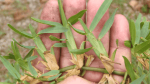 World’s Rarest Guinea Pig – Santa Catarina’s Guinea Pigs