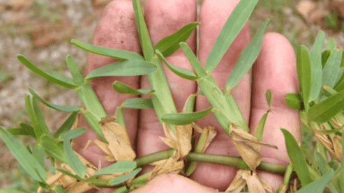 World’s Rarest Guinea Pig – Santa Catarina’s Guinea Pigs