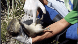 World’s Rarest Guinea Pig – Santa Catarina’s Guinea Pigs