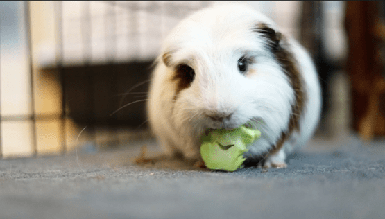 15 Things Guinea Pigs Hate That You Might Be Doing