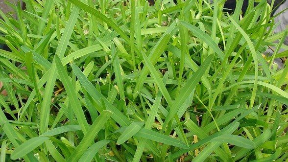 World’s Rarest Guinea Pig – Santa Catarina’s Guinea Pigs