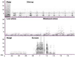 World’s Rarest Guinea Pig – Santa Catarina’s Guinea Pigs