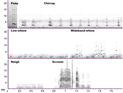 World’s Rarest Guinea Pig – Santa Catarina’s Guinea Pigs