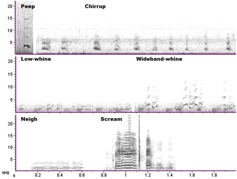 World’s Rarest Guinea Pig – Santa Catarina’s Guinea Pigs