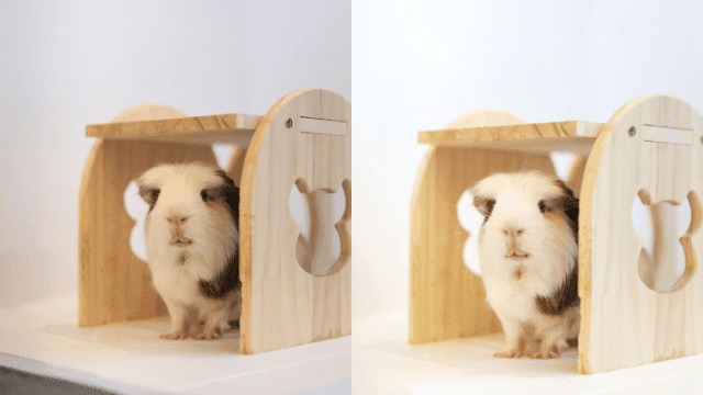 World’s Rarest Guinea Pig – Santa Catarina’s Guinea Pigs