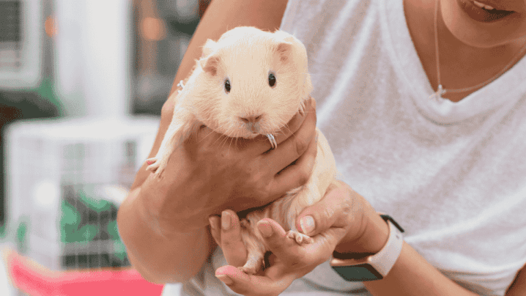 World’s Rarest Guinea Pig – Santa Catarina’s Guinea Pigs