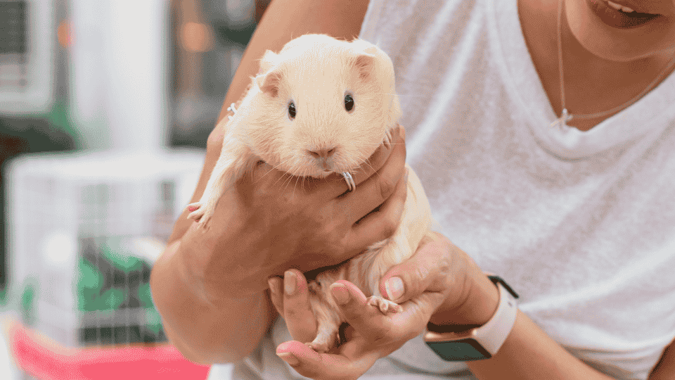 World’s Rarest Guinea Pig – Santa Catarina’s Guinea Pigs