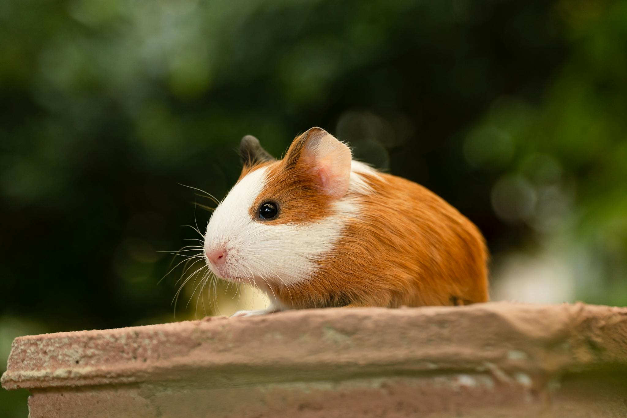 World’s Rarest Guinea Pig – Santa Catarina’s Guinea Pigs